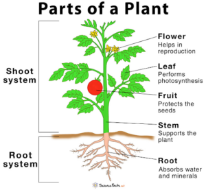 Mastering PTE Describe Image Templates and Strategies